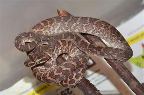 Female Rough Scaled Python Rough Scaled Python By Casey Lazik Reptiles