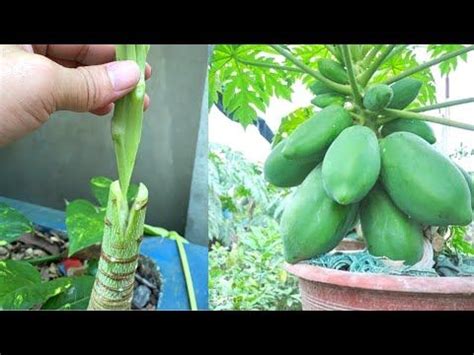 New Method Of Triple Grafting Avocado Seedlings Avocado Seeds How To