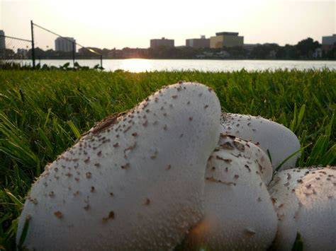 Mutant Mushroom By Goddessorock On Deviantart