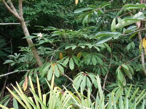 Alternative Eden Exotic Garden The Garden House And The Mystery Schefflera