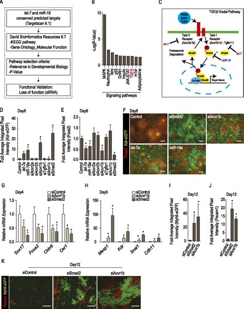 Whole Genome Microrna Screening Identifies Let 7 And Mir 18 As