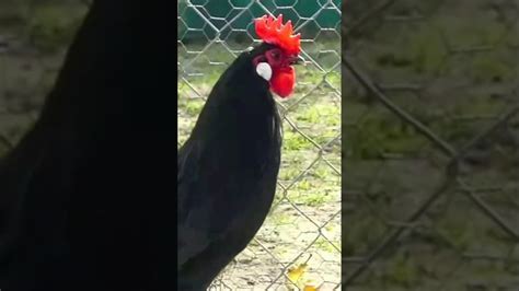 Galos Cantando Na Fazenda Shorts Youtube