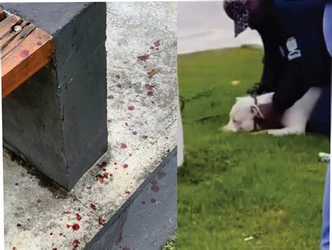 MENINA DE 3 ANOS É ATACADA POR CÃES EM NAVEGANTES Jornal nos Bairros