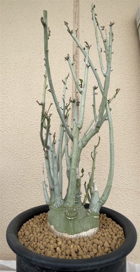 Adenia Pechuelii