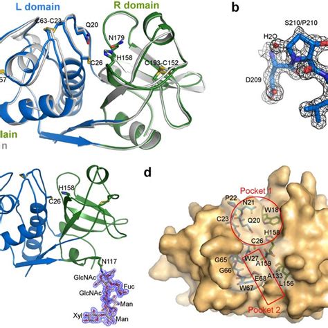 Peptide Modeling In The Active Site Of Bromelain And Ananain For Each