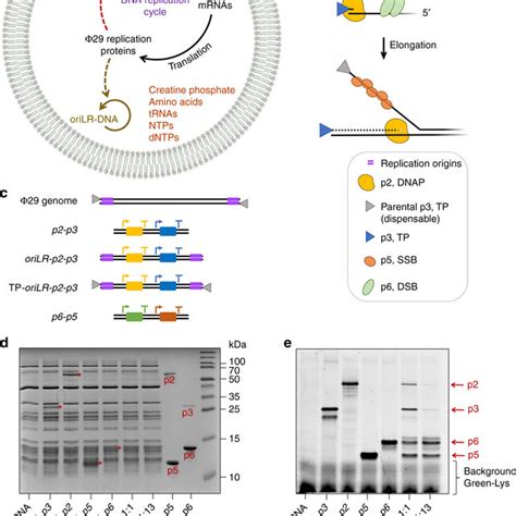 Pdf Self Replication Of Dna By Its Encoded Proteins In Liposome Based Synthetic Cells