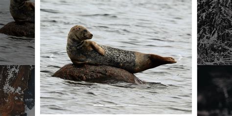 Modal Archives Css Tricks