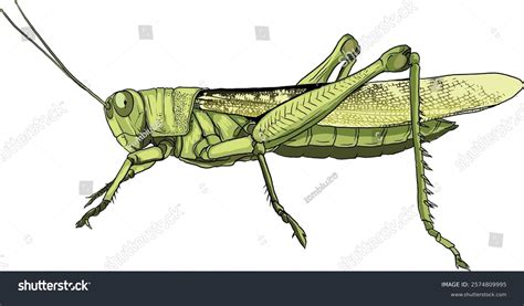 Detailed Illustration Grasshopper Anatomy Vector Stock Vector Royalty