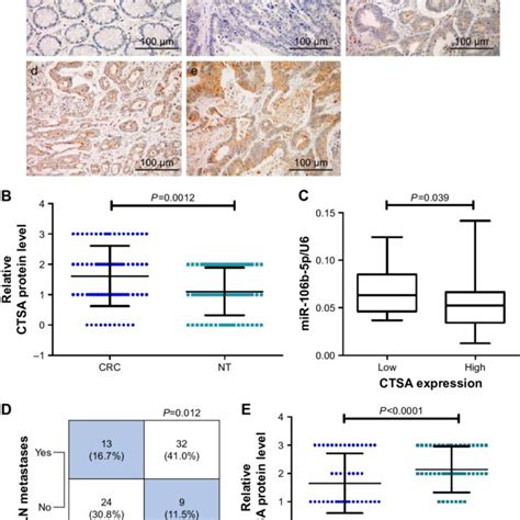 Mir 106b 5p Suppresses Crc Cell Invasion In Vitro And Metastasis In