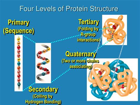 Ppt Protein Structure And Enzyme Function Powerpoint Presentation