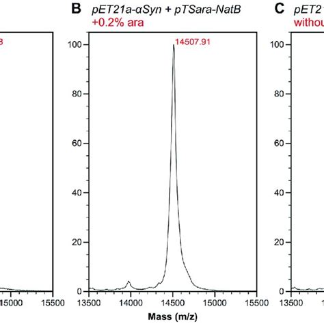 Maldi Tof Ms Analysis Of The N Terminal Acetylation Efficiency Of