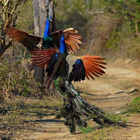 Pin By Susset Cabrera On Peacocks Wildlife Photography Bird Photo
