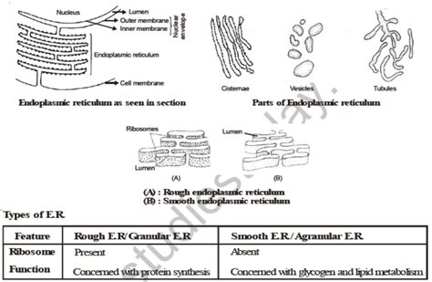 Cbse Class Science Cell Structure And Functions Notes
