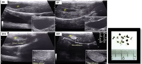 Abdominal Ultrasound Of Rabbits At 7 14 And 21 Days After The First