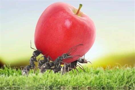 Best Ant Traps Of 2023 For Indoor And Outdoor Use