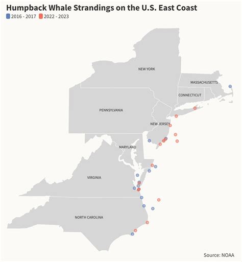 The East Coast Whale Die Offs Unraveling The Causes Yale E360