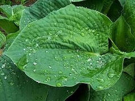 How To Plant Hosta Bulbs Hunker