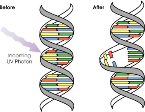 What Is The Difference Between Mutation And Mutagen Pediaacom