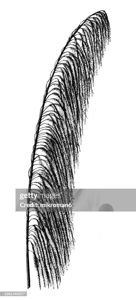 Old Engraved Illustration Of The Uva Grass Ornamental Grasses High Res