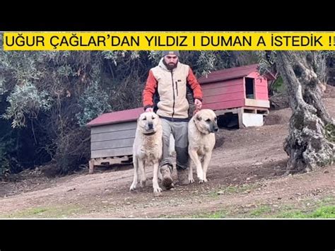ugurcaglar517 IN BARINAKTAN ALDIĞI DİŞİ SON ZAMANLARDA GÖRDÜĞÜM EN İYİ