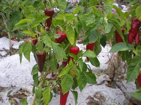 Piment Gorria Graines et semences bio reproductibles Akène