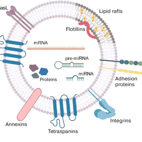 Pdf Lipid Rafts In Exosome Biogenesis