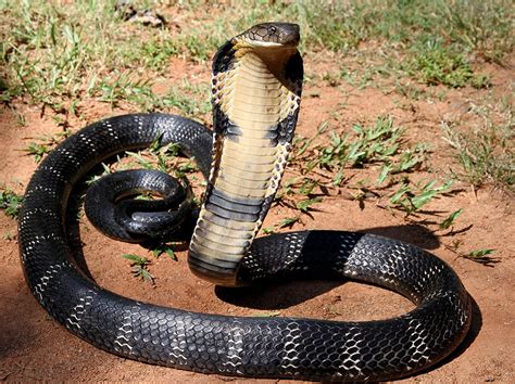 Dont Panic But Theres A King Cobra On The Loose In Orlando Blogs