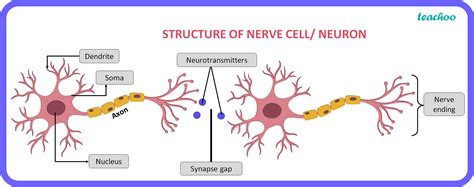 Detailed Neuron Diagram