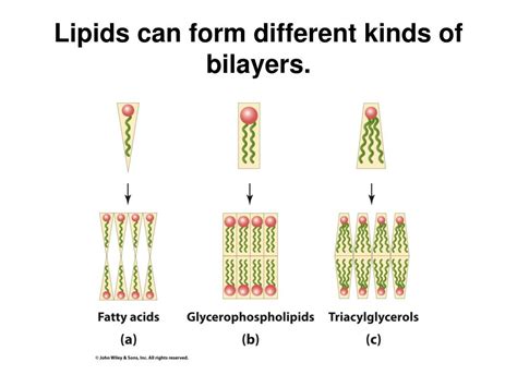 Ppt Lecture Notes For Chapter Lipids And Membranes Powerpoint