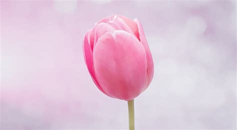 Kostenlose foto blühen Blume Blütenblatt Tulpe Rosa schließen