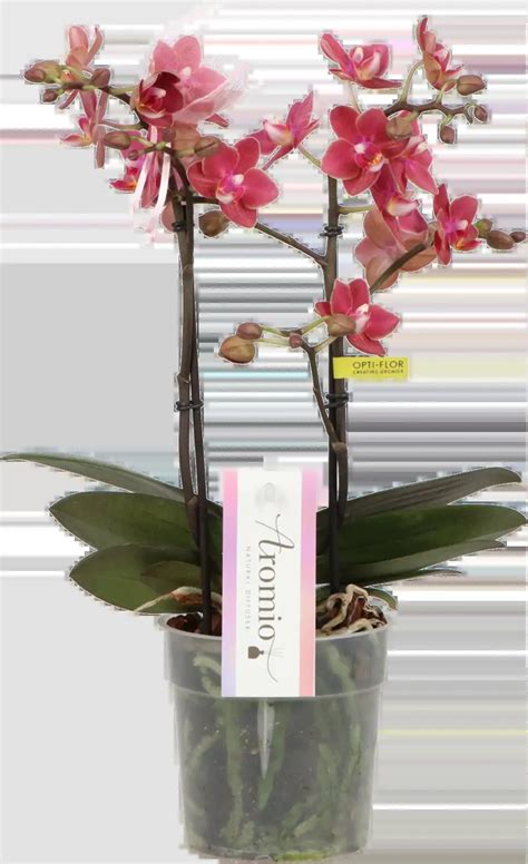 Opti Flor B2b Ontdek Het Beste Assortiment Voor Uw Klanten