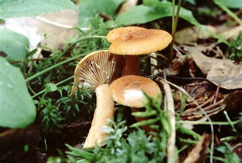 Lactarius Mitissimus Identifier Les Champignons