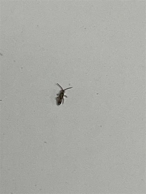 Tiny Bug On My Desk At Work Rwhatsthisbug