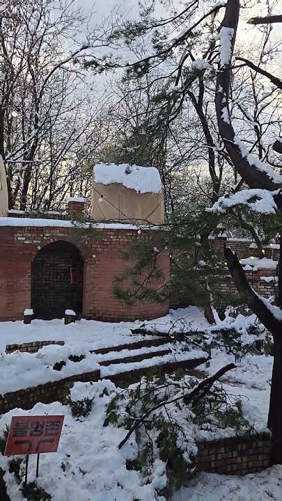 잣나무 눈무게 이기지못하고 가지 다뿌러짐 백년넘은잣나무 Youtube