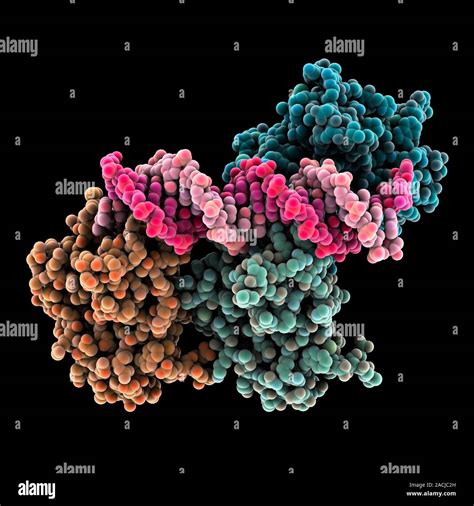 Artwork Of A Molecular Model Of A Tumour Suppressor P53 Orange Blue Bound To A Spiral Strand