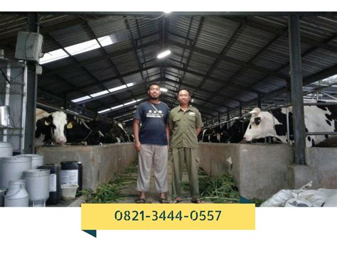 Temukan Rahasia Cara Membuat Pakan Sapi Penggemukan