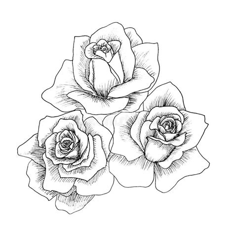 Rose Disegnate A Mano Altamente Dettagliate Illustrazione Di Stock