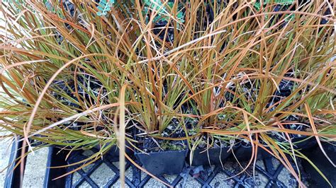 Carex Testacea Maryflower