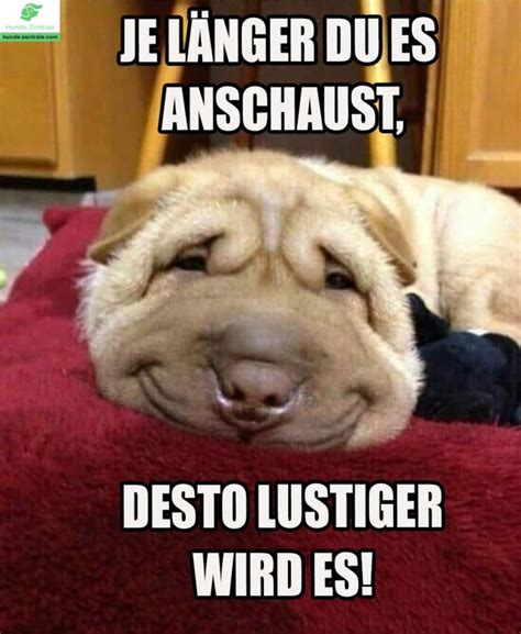 37 lächelnde Hunde Memes Hunde Zentrale