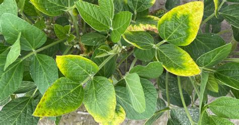 Potassium Management In Soybeans