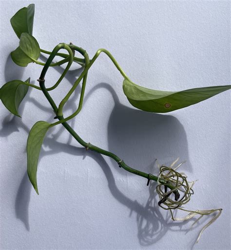 How To Propagate Pothos In Water 2023 Ultimate Guide Pothos In