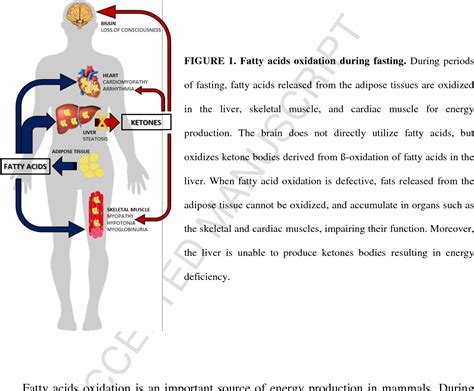 Figure 2 From Carnitine Transport And Fatty Acid Oxidation Semantic