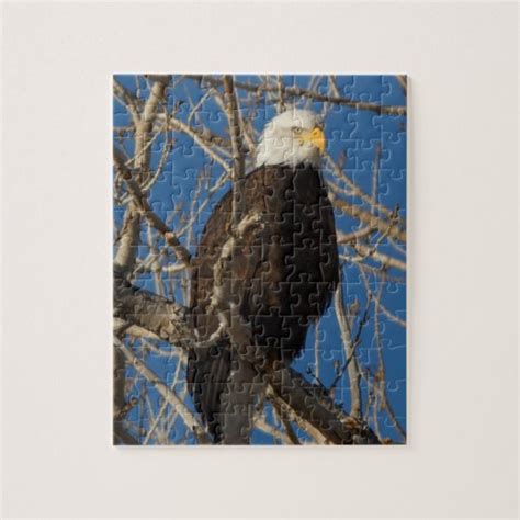 Bald Eagle Jigsaw Puzzle Zazzle Au