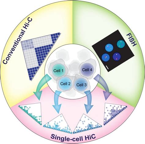 Advances In Deciphering The 3d Organization Of Genomes Advanced