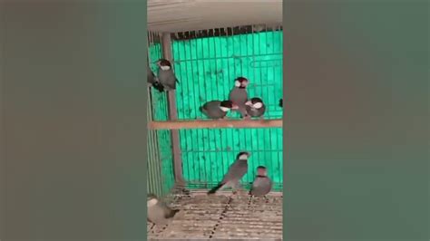 Birds Javafuture Subscribe Short Like Grey Java ♥️ Youtube