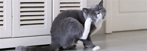 Cats And Fleas Learn How To Remove Fleas From Cats Sheba® Malaysia