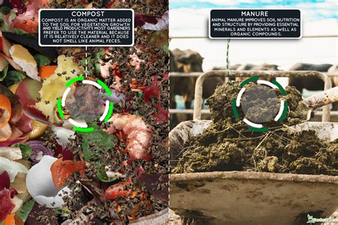 Compost Vs Manure For Vegetable Garden Which Is Best