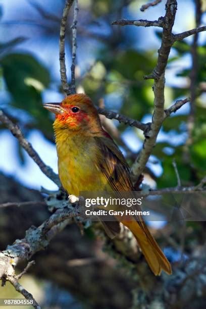 Gary Twigg Photos And Premium High Res Pictures Getty Images