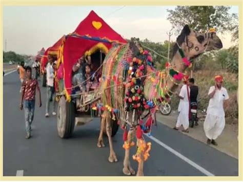 Rajasthan जब ऊंट गाड़ियों के काफिले के साथ निकली बारात राहगीरों के