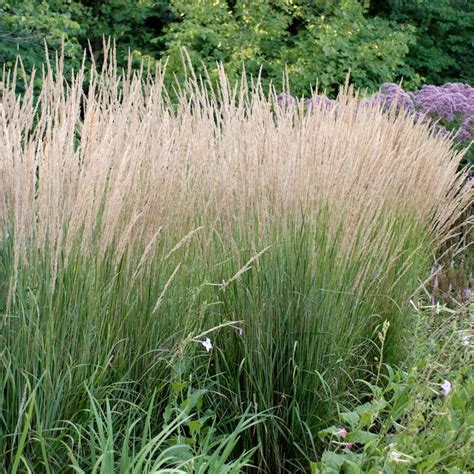 National Plant Network Full Sun 6 Hours Direct Sun Ornamental